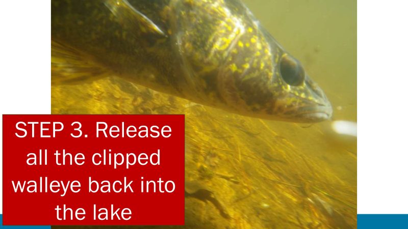 The Chippewa Flowage Fishery in 2023 - by Max Wolter - Chippewa Flowage ...