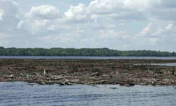 Floating Bogs - Chippewa Flowage - Lake Chippewa Flowage Resort Association